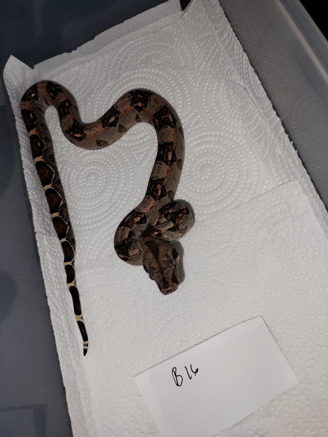 Img Het Purple Sharp Pos Jungle Boa Constrictor by Sierra Serpents ...