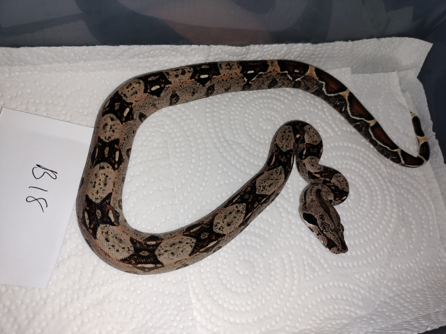 Img 100% Het Purple Sharp Boa Constrictor by Sierra Serpents - MorphMarket