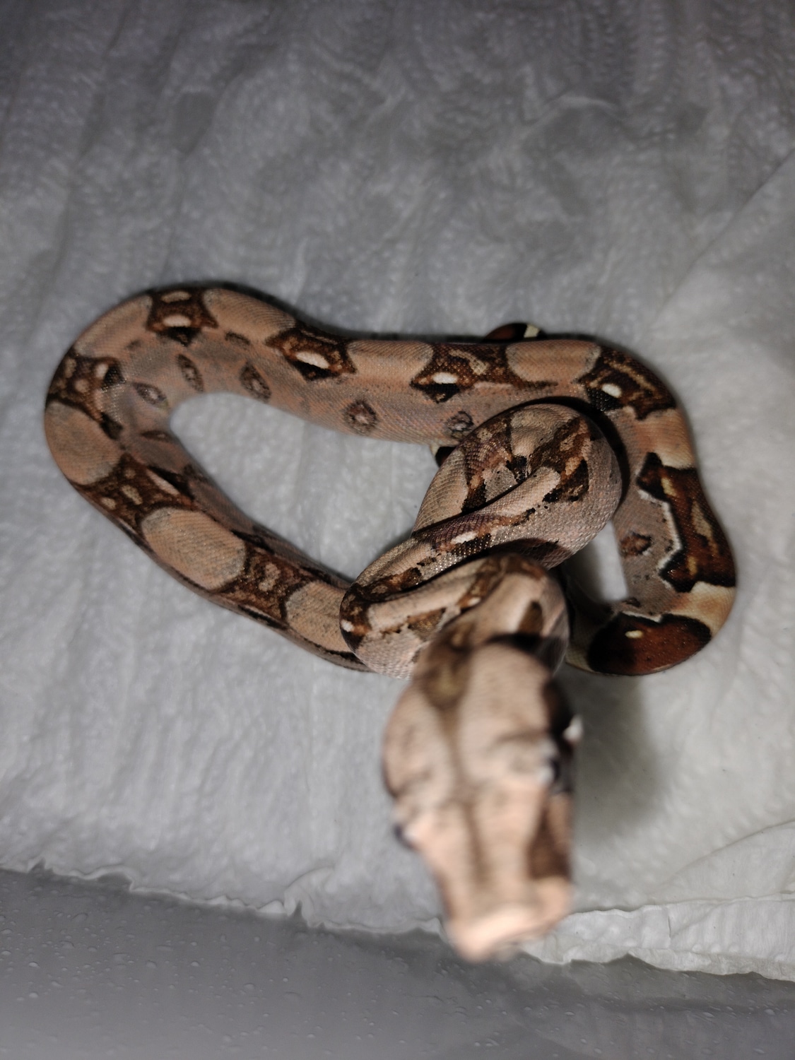 Normal Het Sharp Het Kahl Boa Constrictor by Sierra Serpents - MorphMarket
