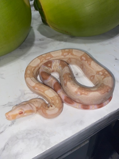 Purple Line Sharp Albino Boa Constrictor by Sierra Serpents