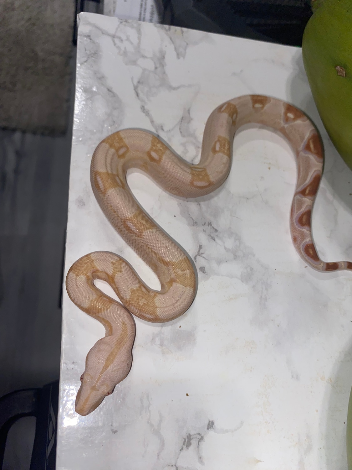 Purple Line Sharp Albino Boa Constrictor by Sierra Serpents - MorphMarket