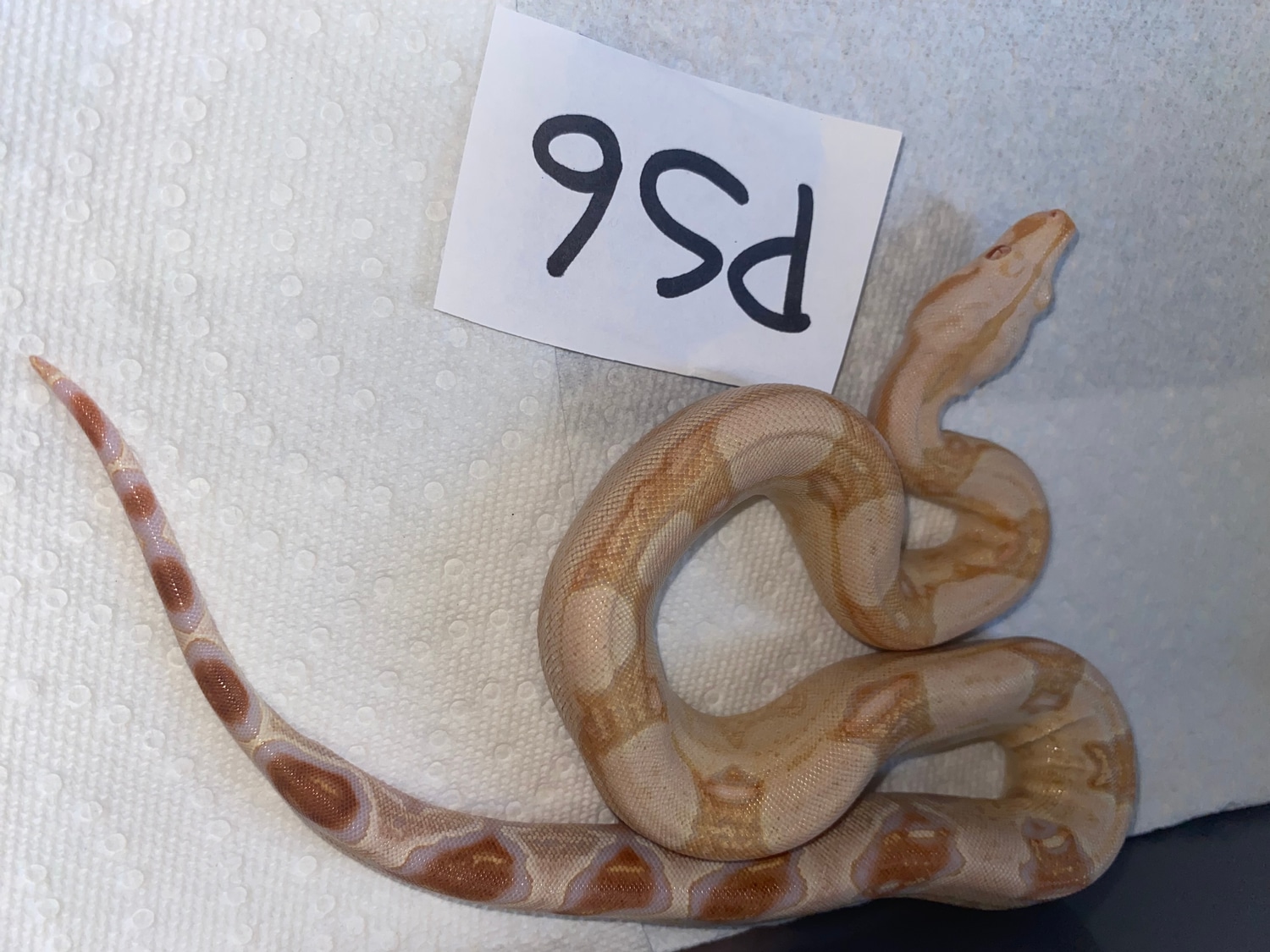 Purple Line Sharp Albino Boa Constrictor by Sierra Serpents - MorphMarket