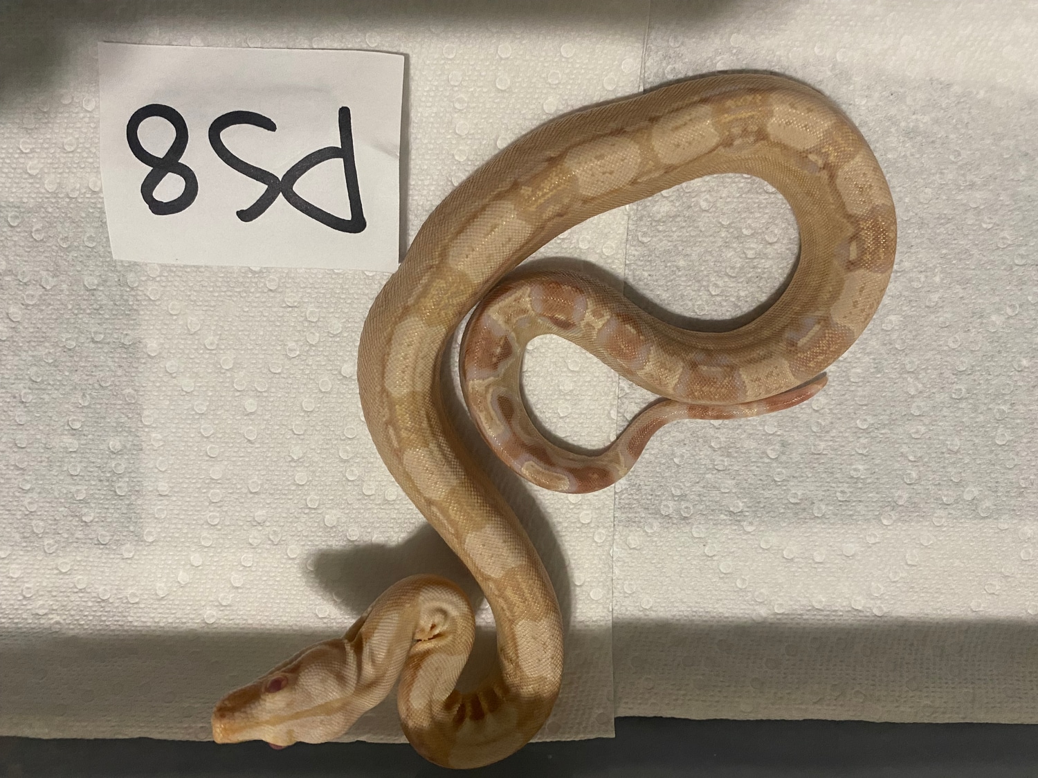 Purple Line Keltic Sharp Albino Boa Constrictor by Sierra Serpents ...