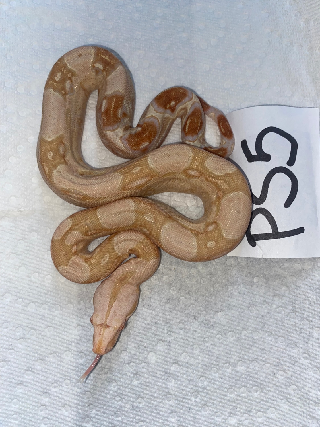 Purple Line Sharp Albino Boa Constrictor by Sierra Serpents - MorphMarket