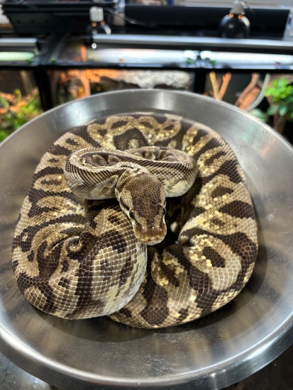 Inferno Ball Python by Alex’s Exotics
