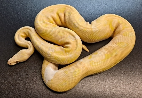 Dreamsicle Low White Pied (Proven Breeder) Ball Python by AJH Reptiles LLC