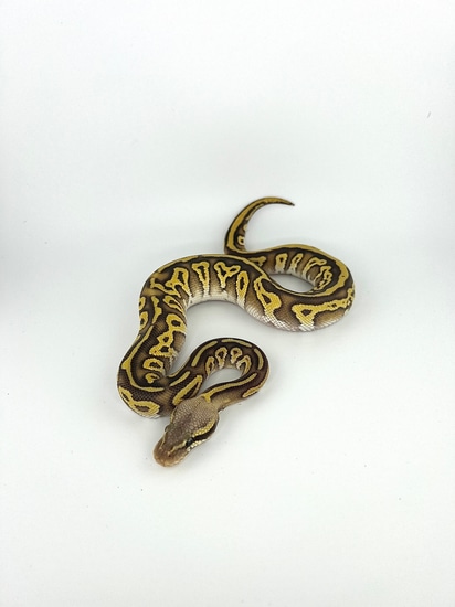 Pastave Leopard Hypo Pos Het Piebald Ball Python by AJH Reptiles LLC