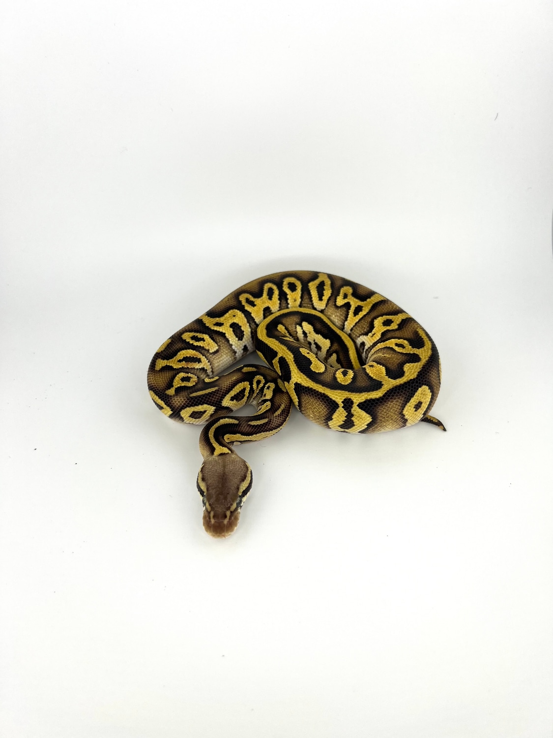 Pastave Leopard 66% Het Hypo Pos Het Piebald Ball Python by AJH ...