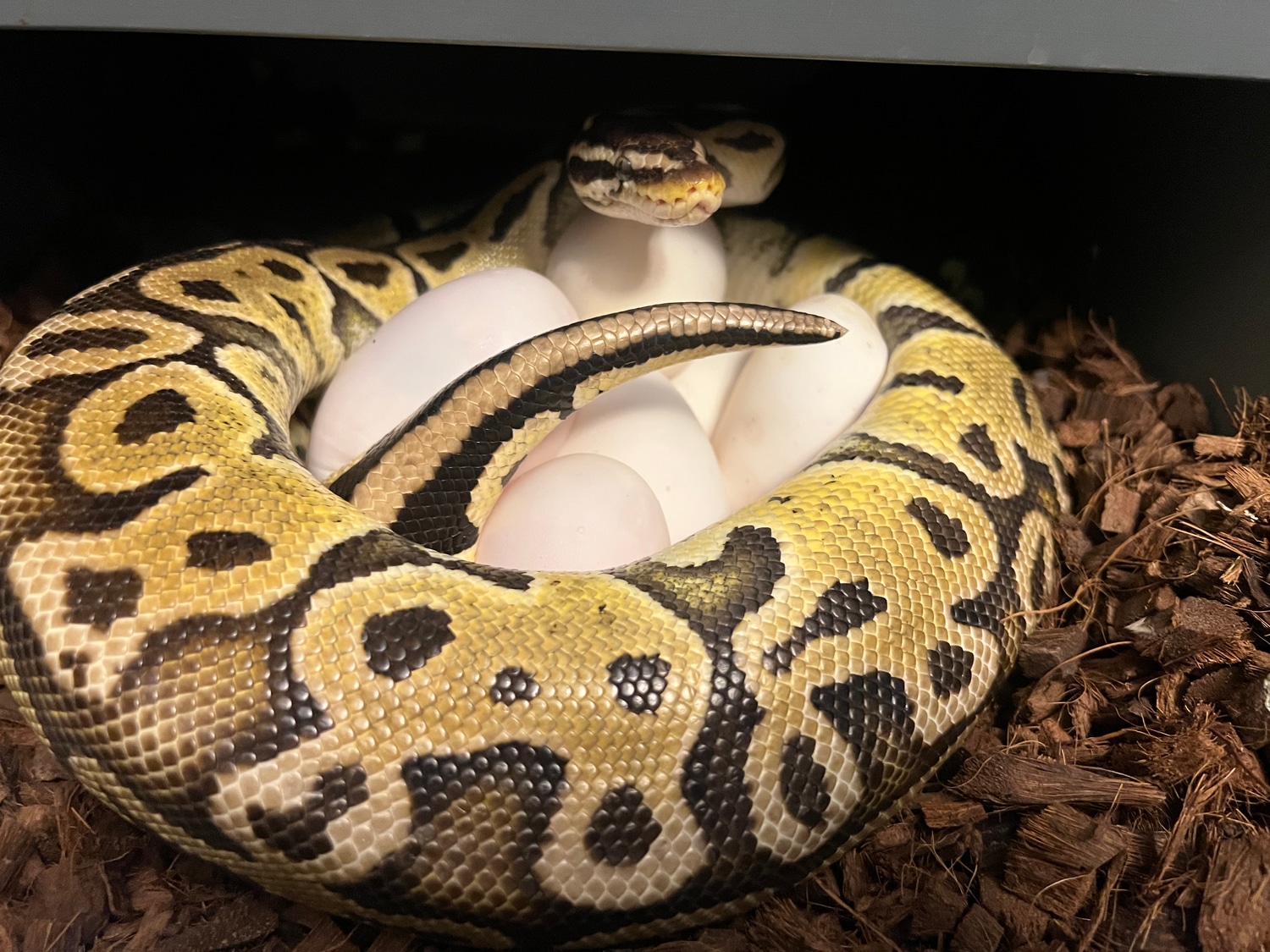 Ball Python Clutch: 23-07 by AJH Reptiles LLC - MorphMarket