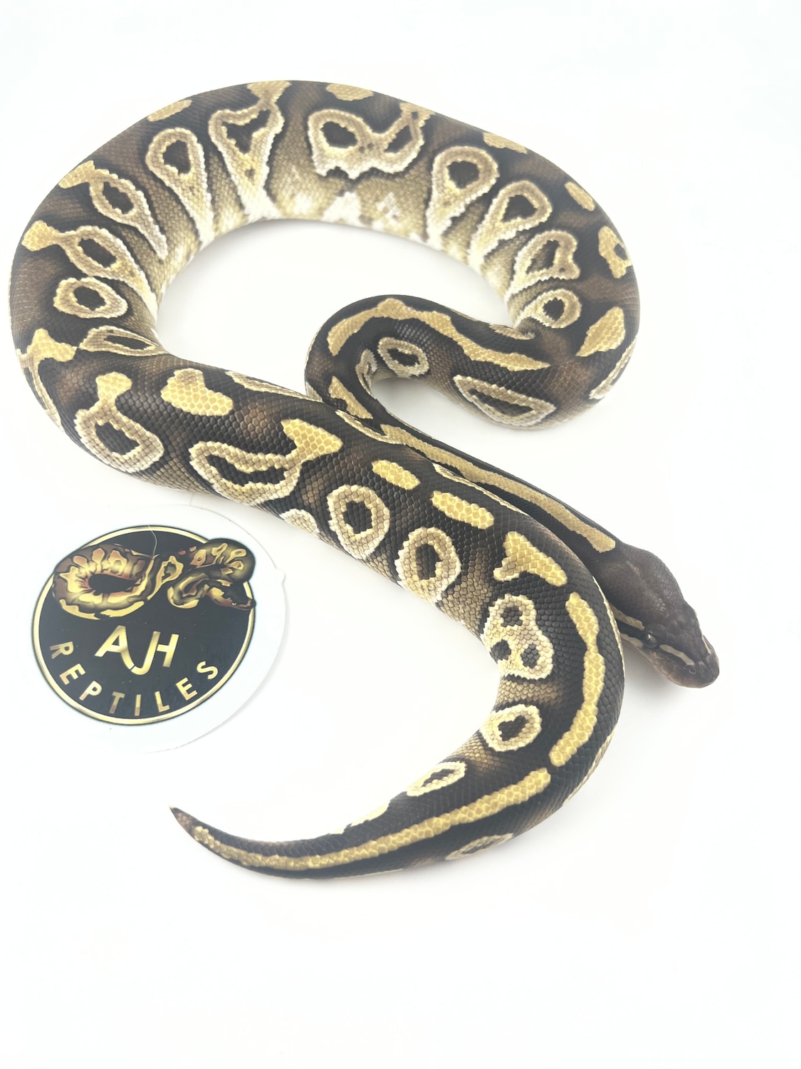 Mojave 66% Het Hypo Pos Het Piebald Ball Python by AJH Reptiles LLC ...