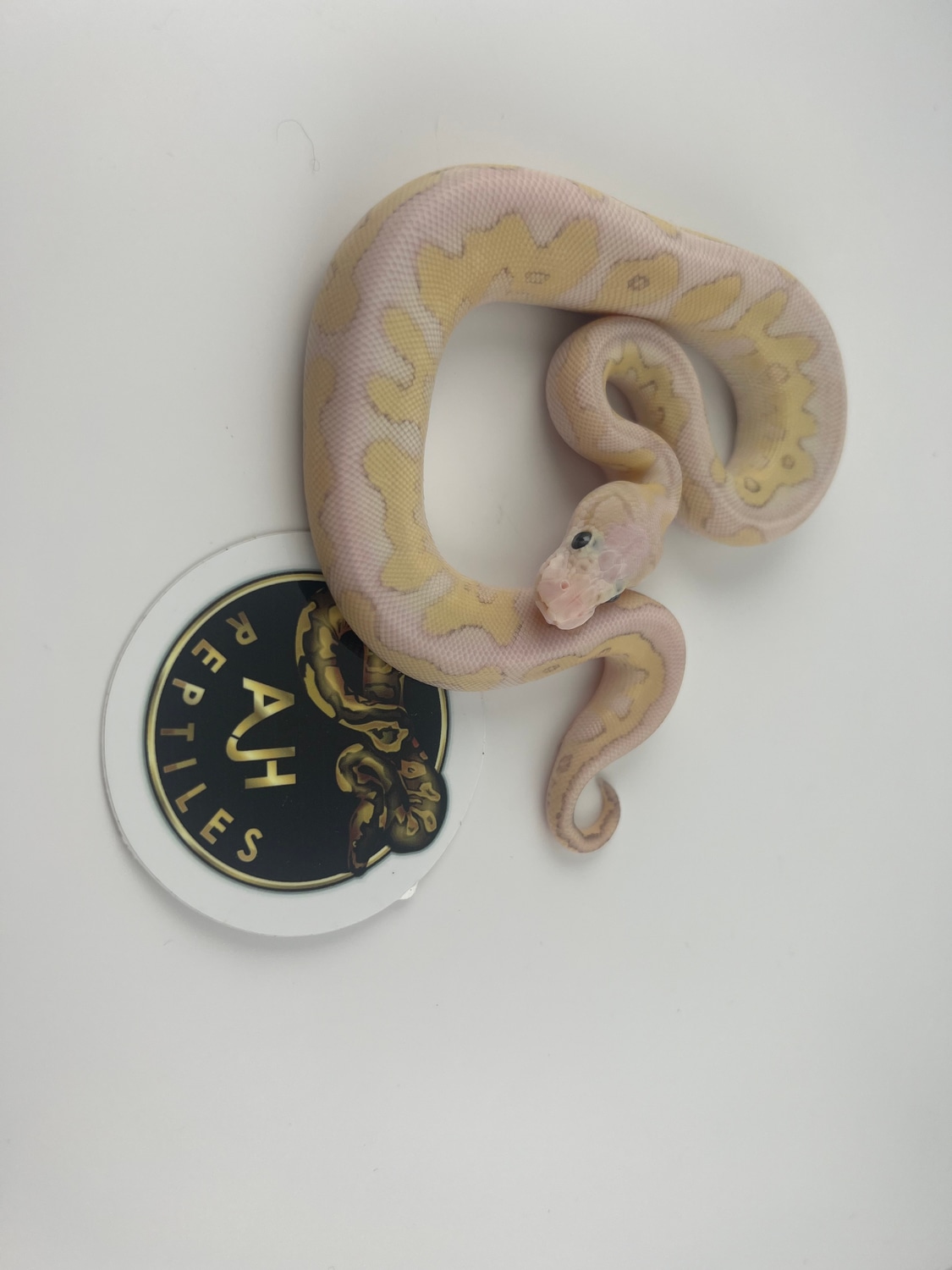 Killer Clown Lesser Enchi Ball Python by AJH Reptiles LLC - MorphMarket