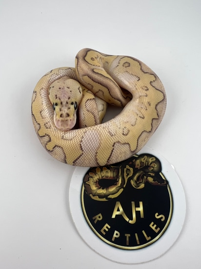 Lesser Pastel Poss Enchi Clown Ball Python by AJH Reptiles LLC