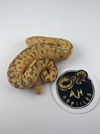 Lemon Blast Clown Pos Enchi Ball Python by AJH Reptiles LLC