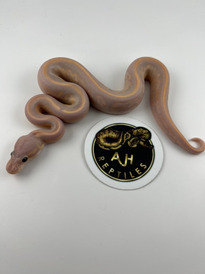 Free Shipping! Super Banana Cinnamon Pos Enchi Pos Het Piebald Ball ...