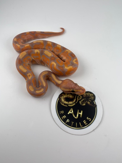 Banana Cinnamon Enchi Pos Het Piebald Free Shipping! Ball Python by AJH ...