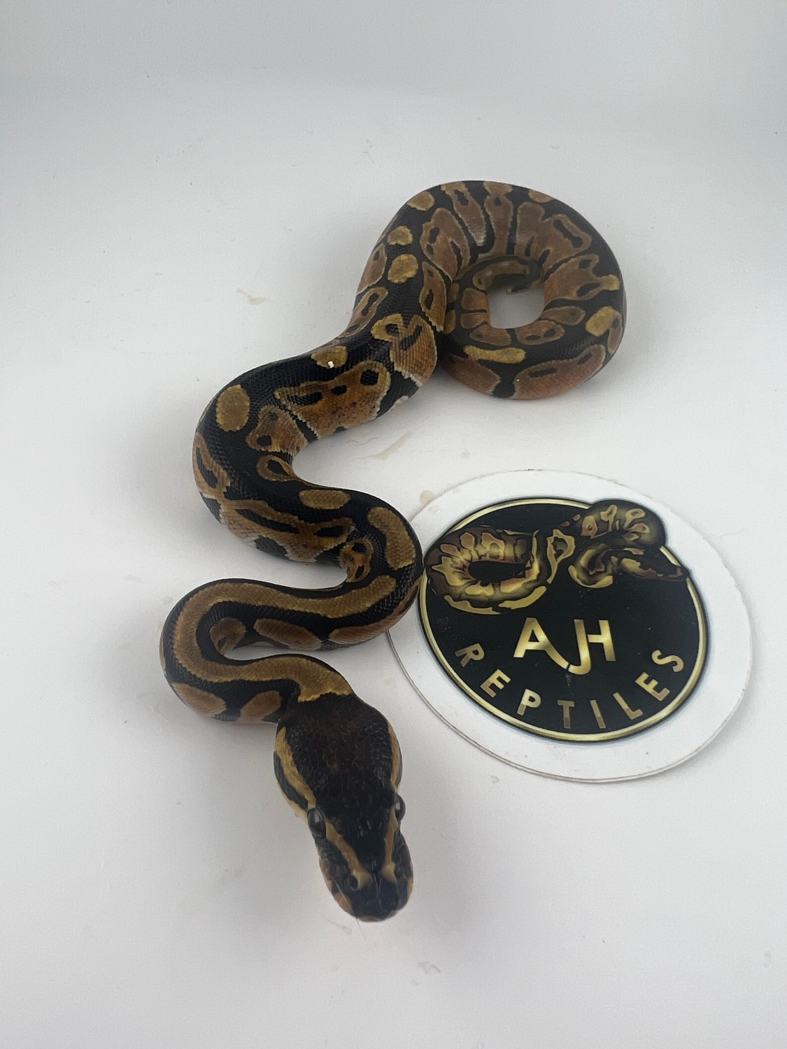 High Intensity OD Het Clown Dinker Ball Python by AJH Reptiles LLC ...