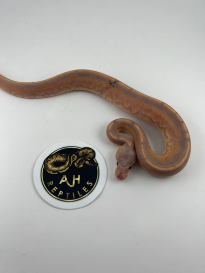 No Reserve Banana Cinnamon Pos Het Piebald Paradox Ball Python by AJH ...