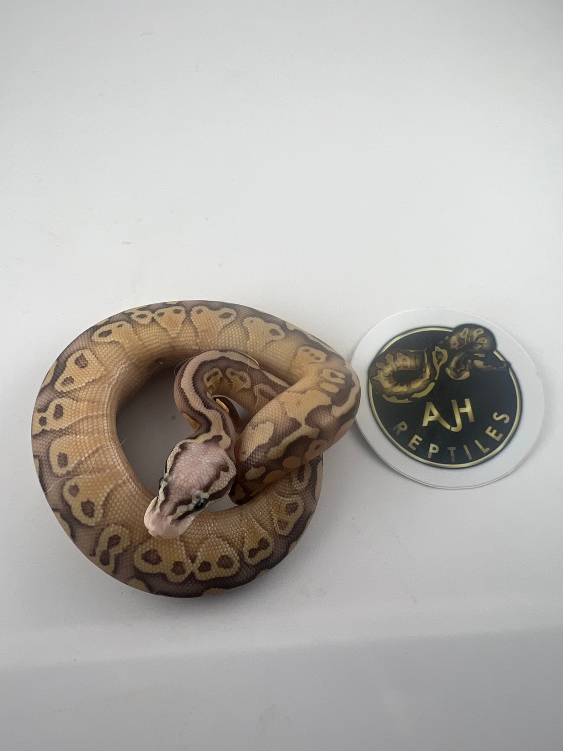 Super Pastel Lesser Het Clown Ball Python by AJH Reptiles LLC - MorphMarket
