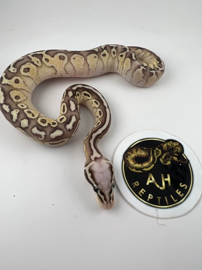 Super Pastel Lesser Het Clown Ball Python by AJH Reptiles LLC