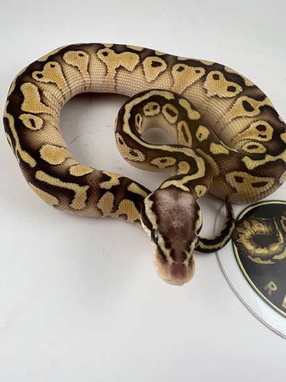 Enchi Lesser Het Clown Ball Python by AJH Reptiles LLC
