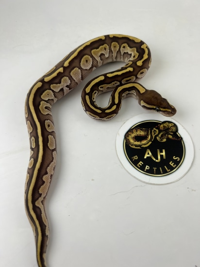 No Reserve Lesser Het Sunset Het Lavender Albino 50% Het Piebald Ball ...