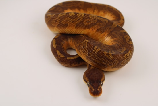 Leopard Yellow Belly Sunset Ball Python by AJH Reptiles LLC