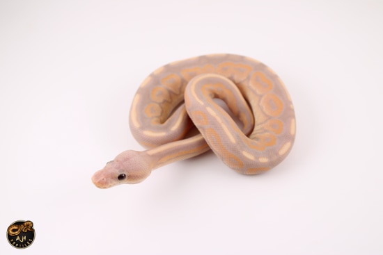 No Reserve Banana Cinnamon (Fire) Ball Python by AJH Reptiles LLC