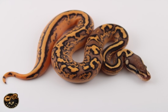 HI OD Yellow Belly Black Pastel Fire Scrambler Het Clown Ball Python by ...