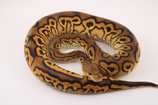 HI OD YB Black Pastel Scrambler (Outback Line) Clown Ball Python by AJH ...