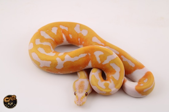 Dreamsicle (Lavender Albino, Pied) Ball Python by AJH Reptiles LLC