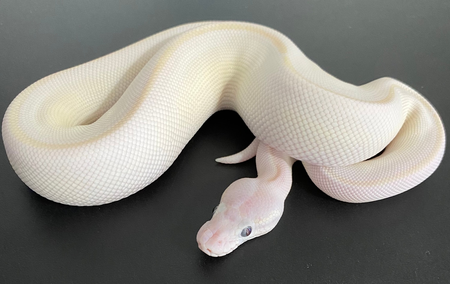 BEL #2 Ball Python by Amazing arboreals - MorphMarket