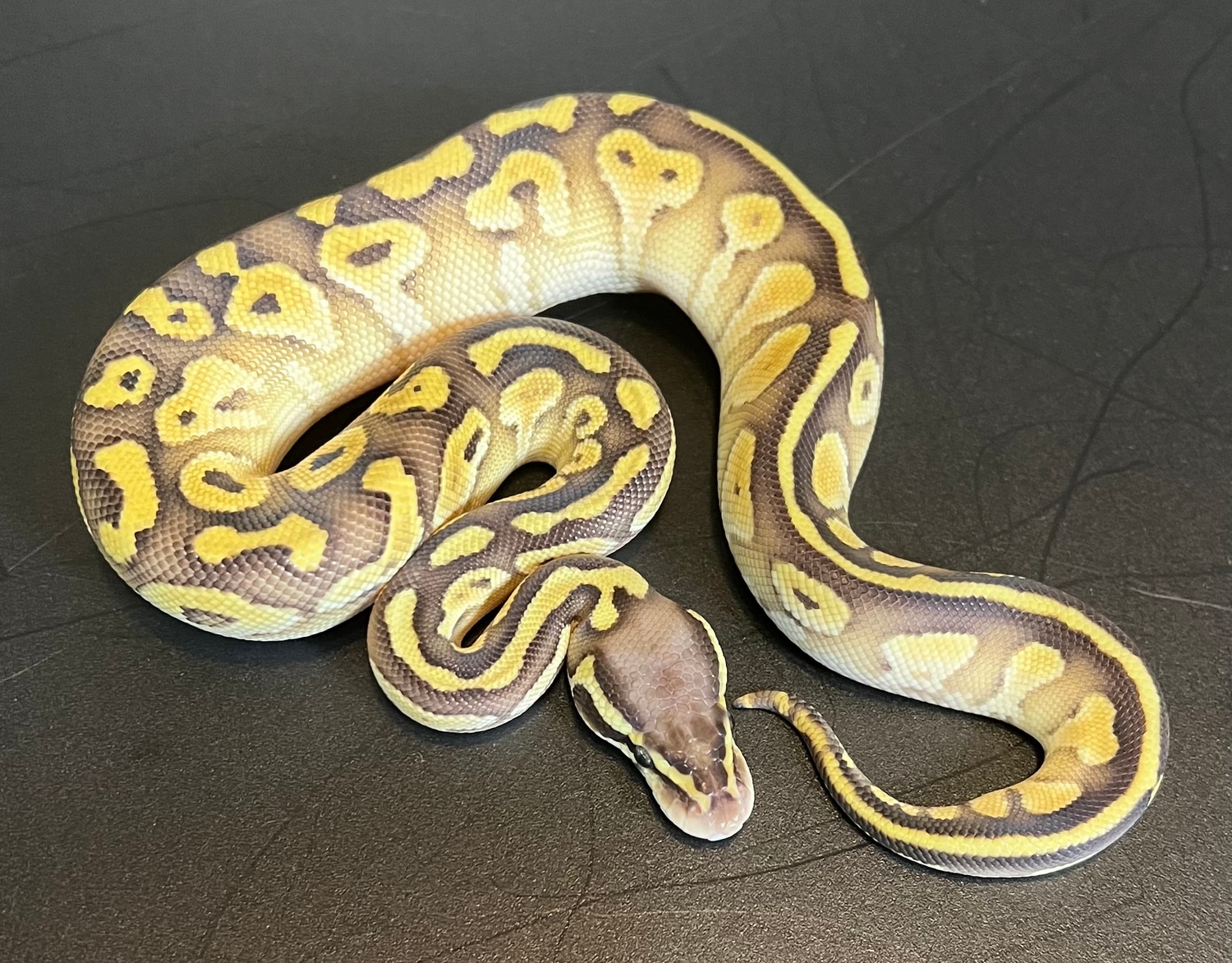 Pastel Lesser Ball Python by Amazing arboreals - MorphMarket