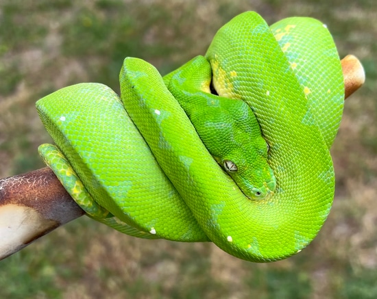 Designer X Aru Green Tree Python by Amazing arboreals
