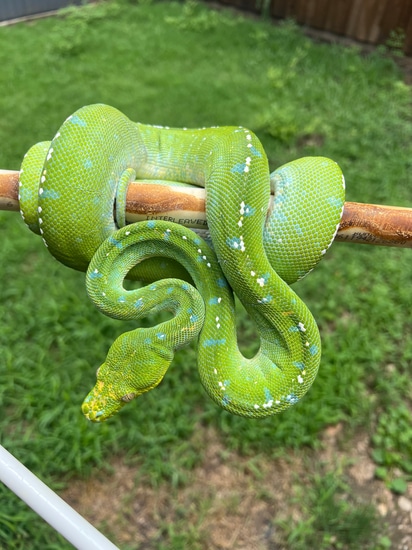 Import Aru Green Tree Python by Amazing arboreals
