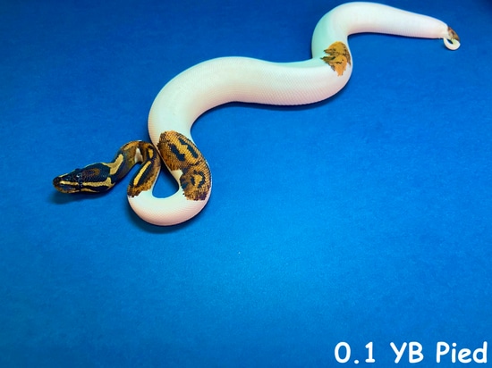 Yellow Belly Pied Ball Python by Alex Ball Python