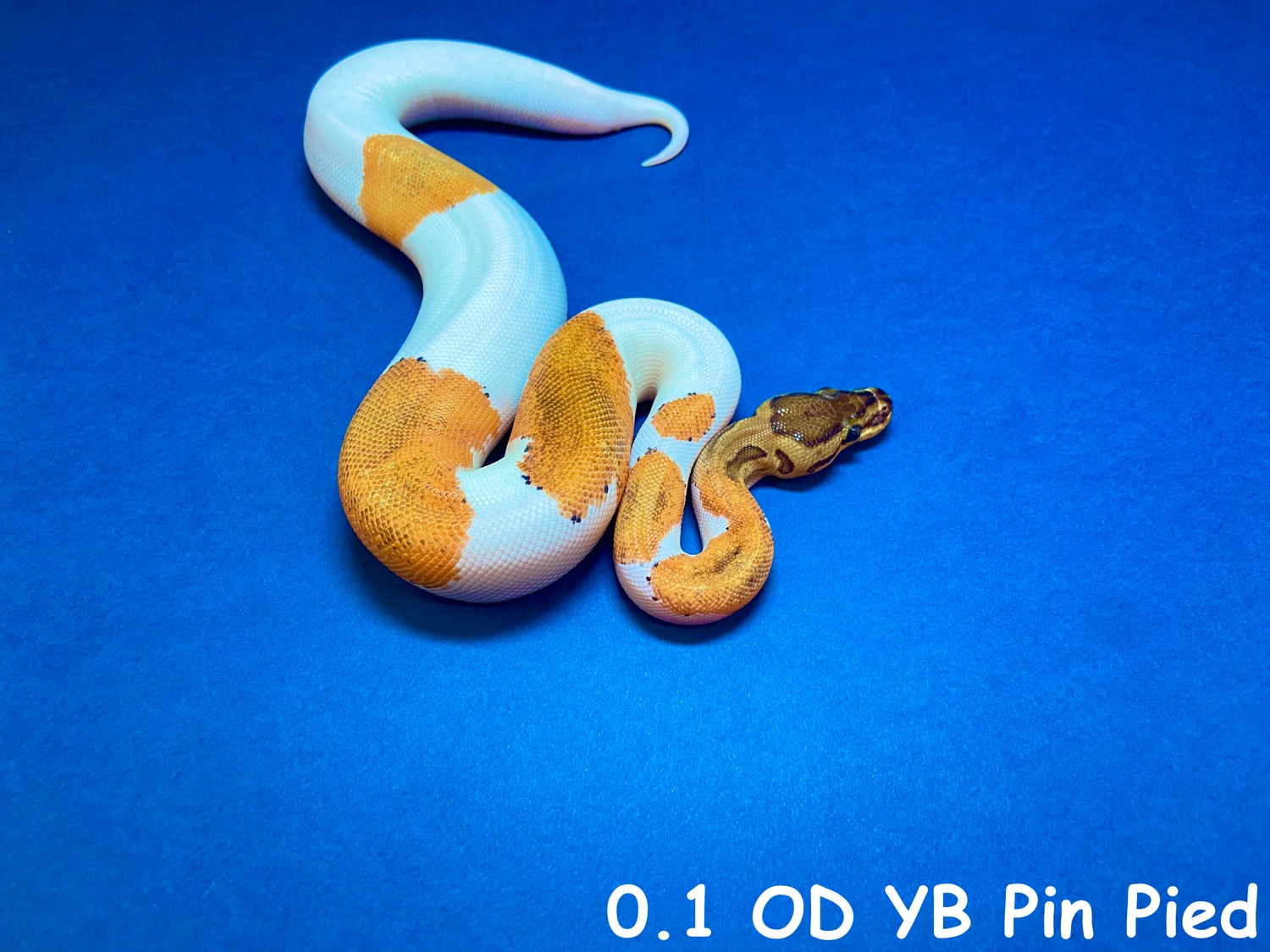 OD YB Pin Pied Ball Python by Alex Ball Python - MorphMarket