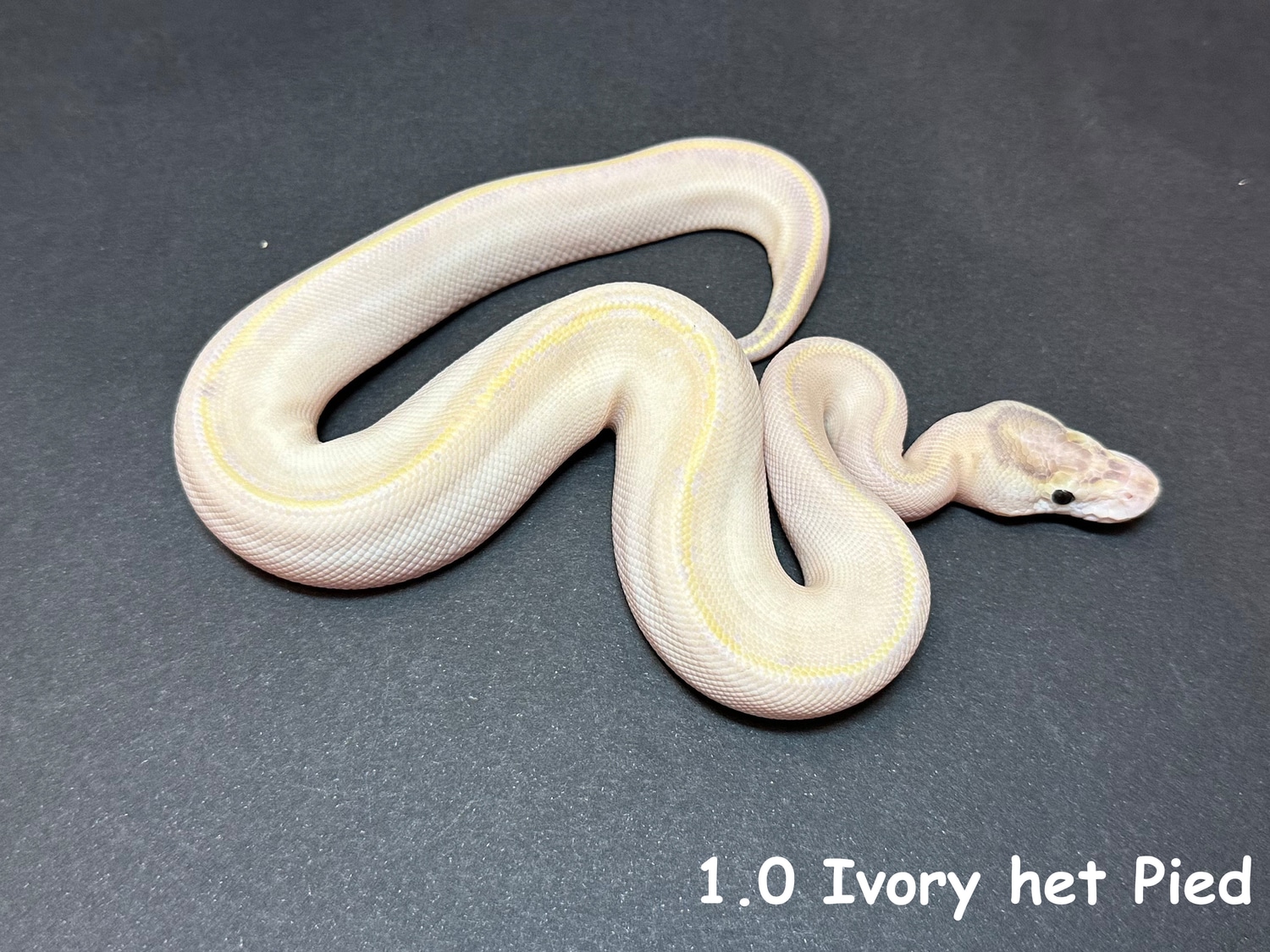 Ivory Het Pied Ball Python by Alex Ball Python - MorphMarket