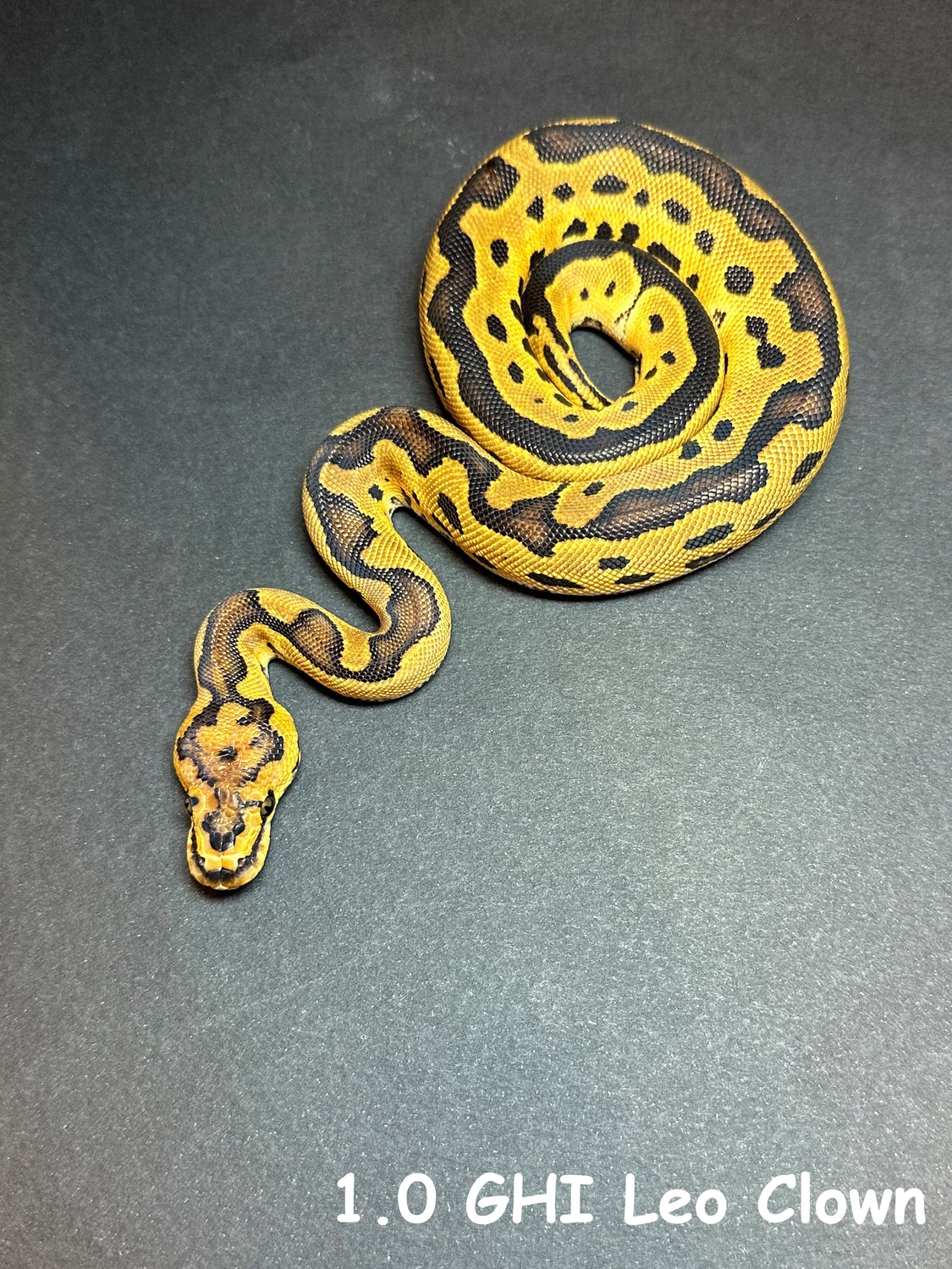 GHI Leo Clown Ball Python by Alex Ball Python - MorphMarket