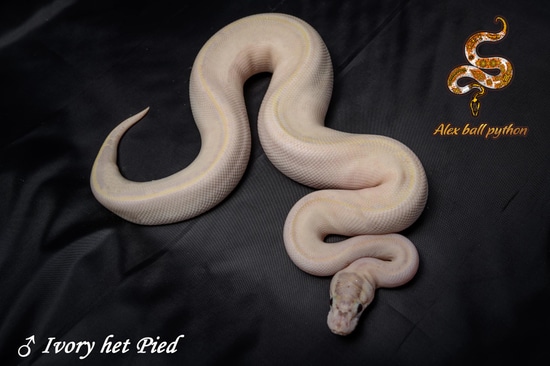 Ivory Het Pied Ball Python by Alex Ball Python
