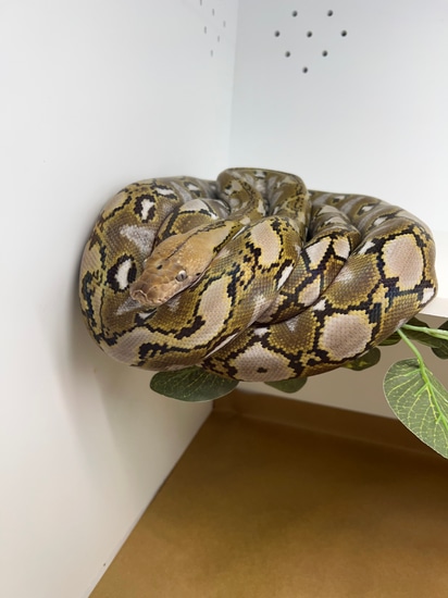 Anery Super Dwarf Reticulated Python by Jade Serpents
