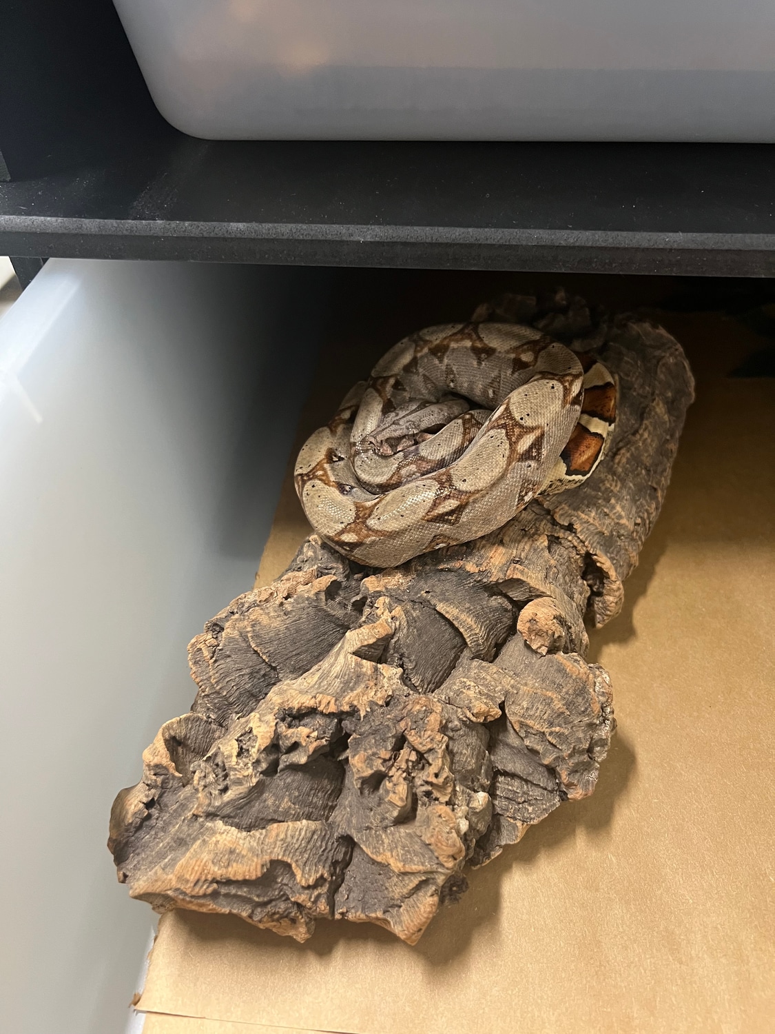 100% Het Red Dragon Boa Constrictor by Jade Serpents - MorphMarket