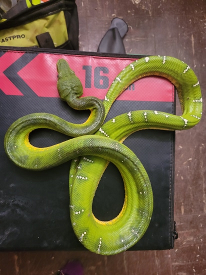Emerald Tree Boa Northern Emerald Tree Boa by Alexhiss snakes and lizards