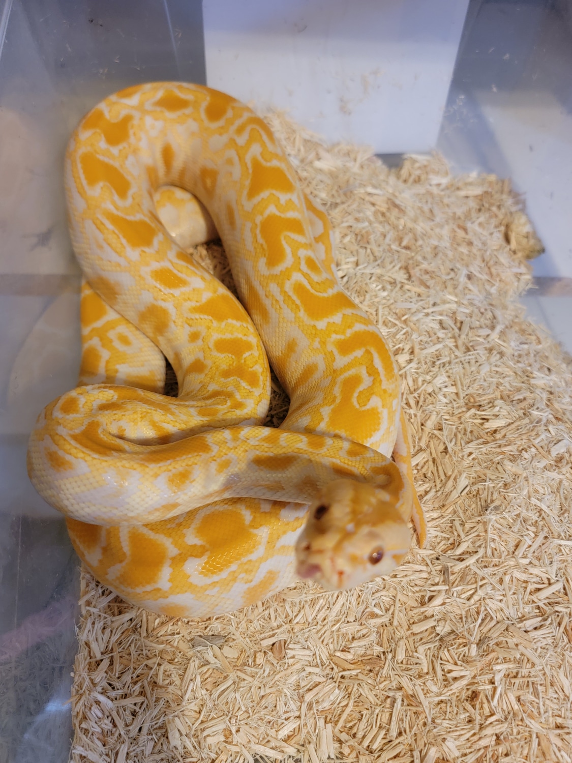Albino 100% Het Lab 50% Het Granite Ph Green Burmese Python by A&C ...