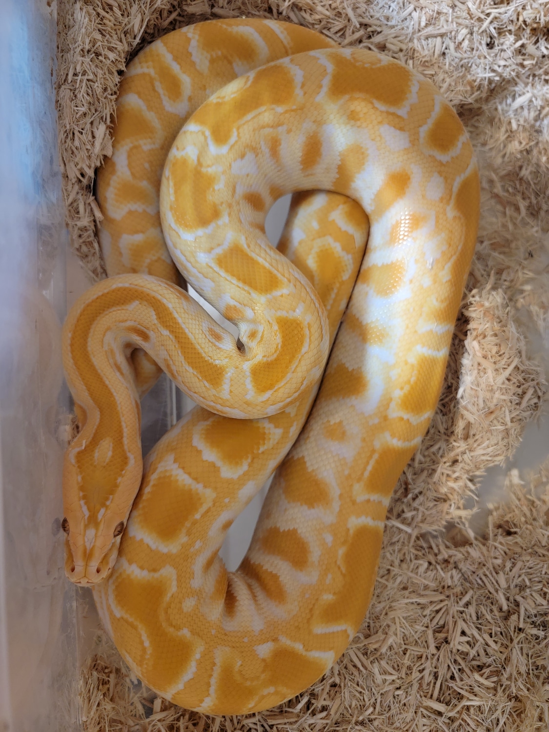 Albino 100% Het Labyrinth 50% Het Granite Ph Green Burmese Python by A ...