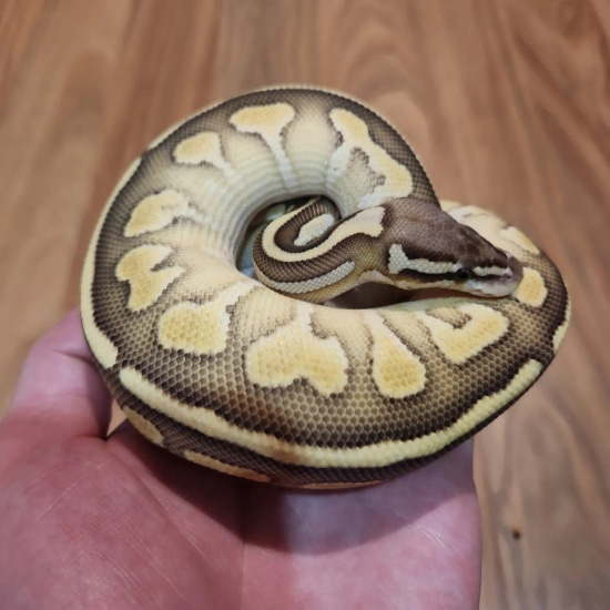 Pastel Lesser 50%het Pied Ball Python by Morphmatics