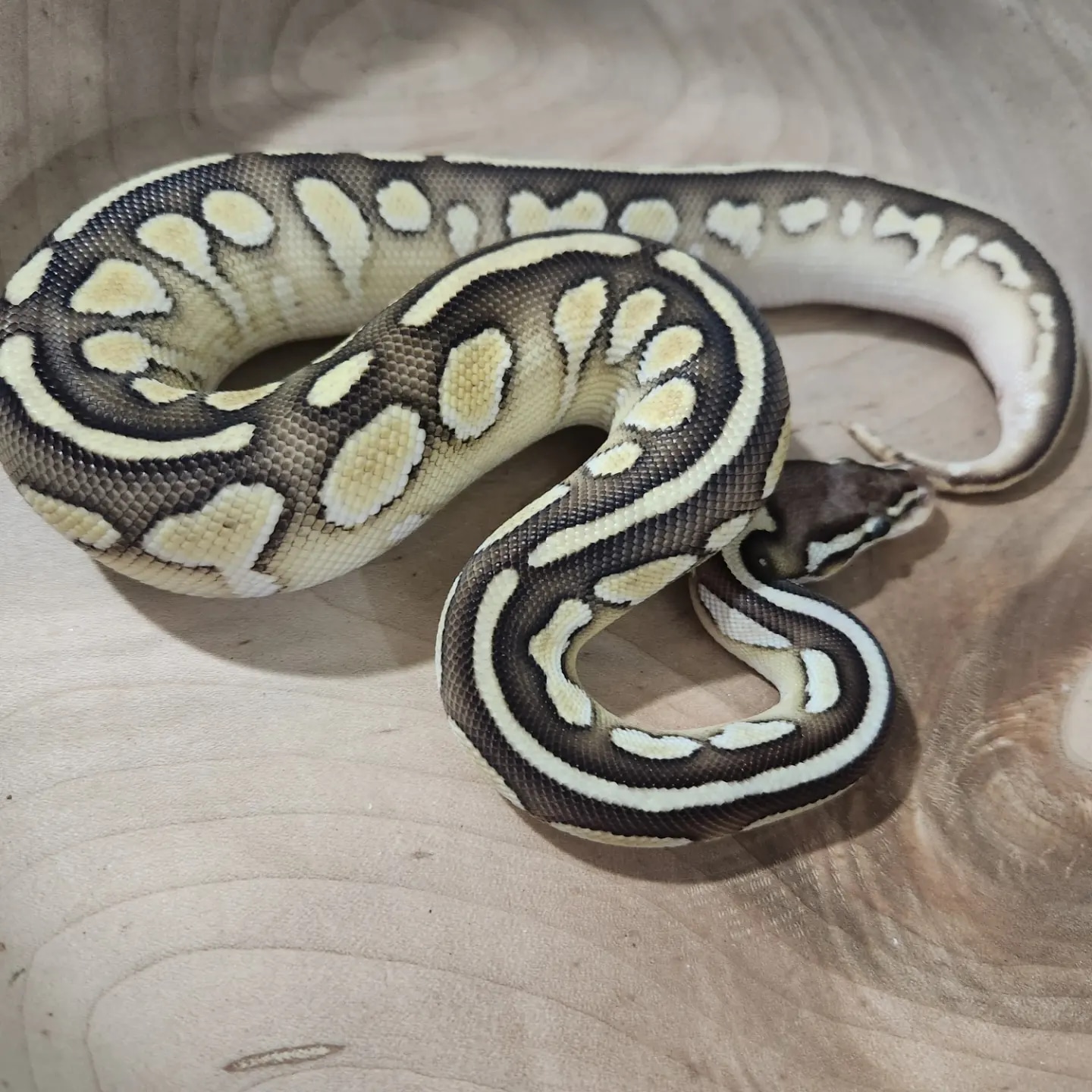 Morphmatics's Collection - MorphMarket