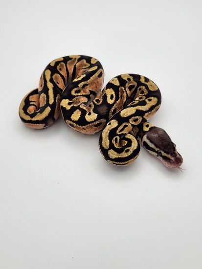 Pastel Pos Asphalt/yb 50% Het Pied Ball Python by Morphmatics