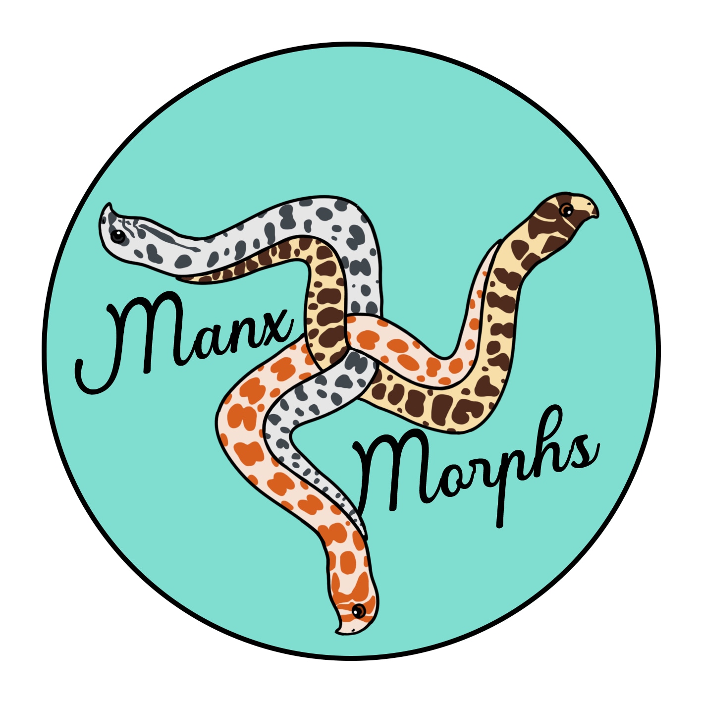 Western Hognose Clutch: 2024C1 by Manx Morphs - MorphMarket