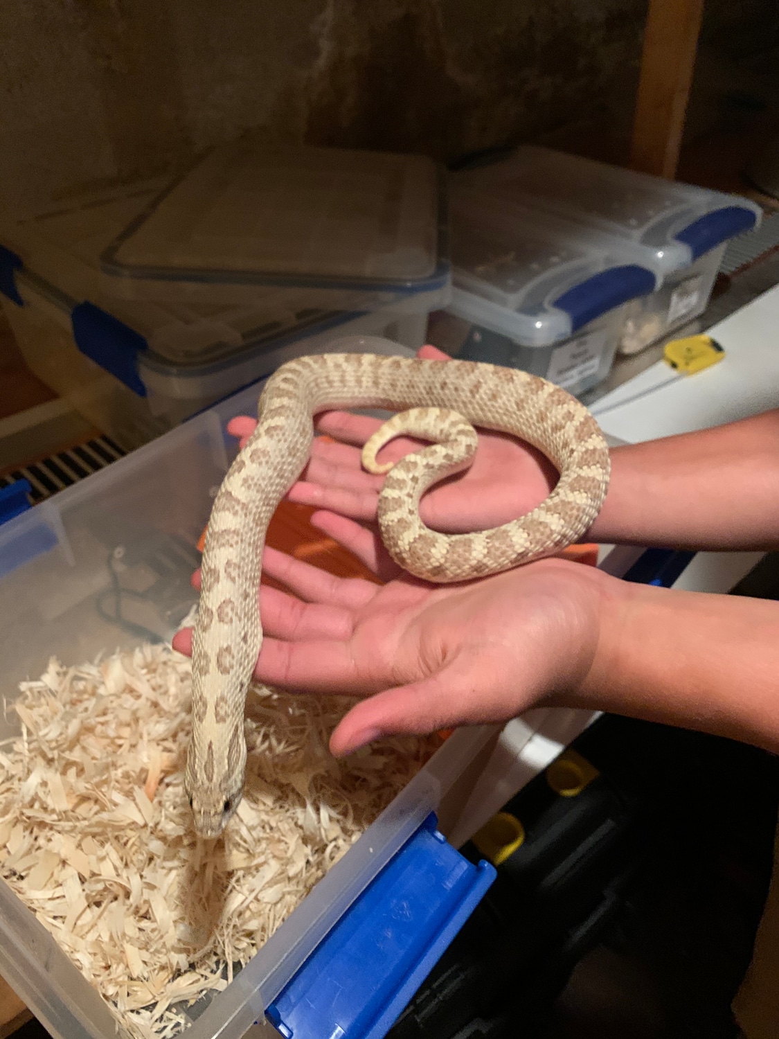 Frosted Western Hognose by Ocean state geckos - MorphMarket