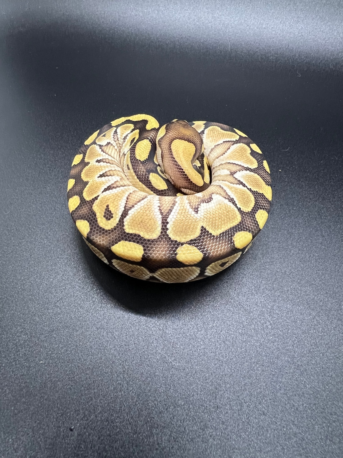 Pastel Lesser Blade Het Clown Ball Python by SupremeSnakes - MorphMarket